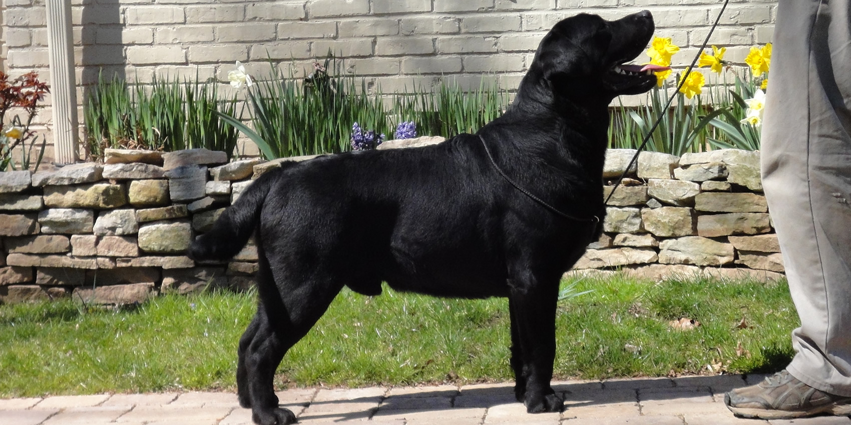 Pedigree - Beechcroft's Spruce