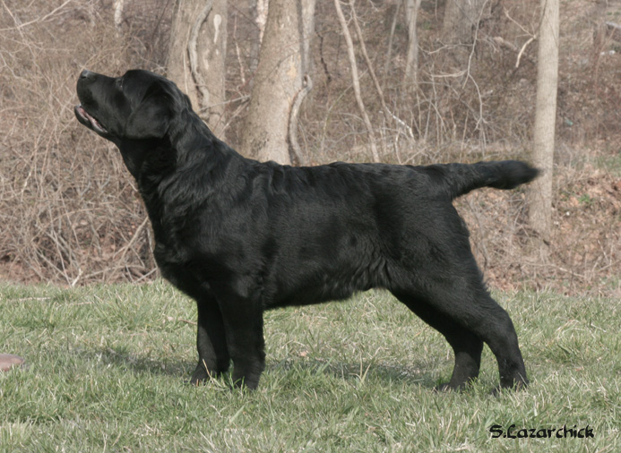 Pedigree - Beechcroft's Spruce